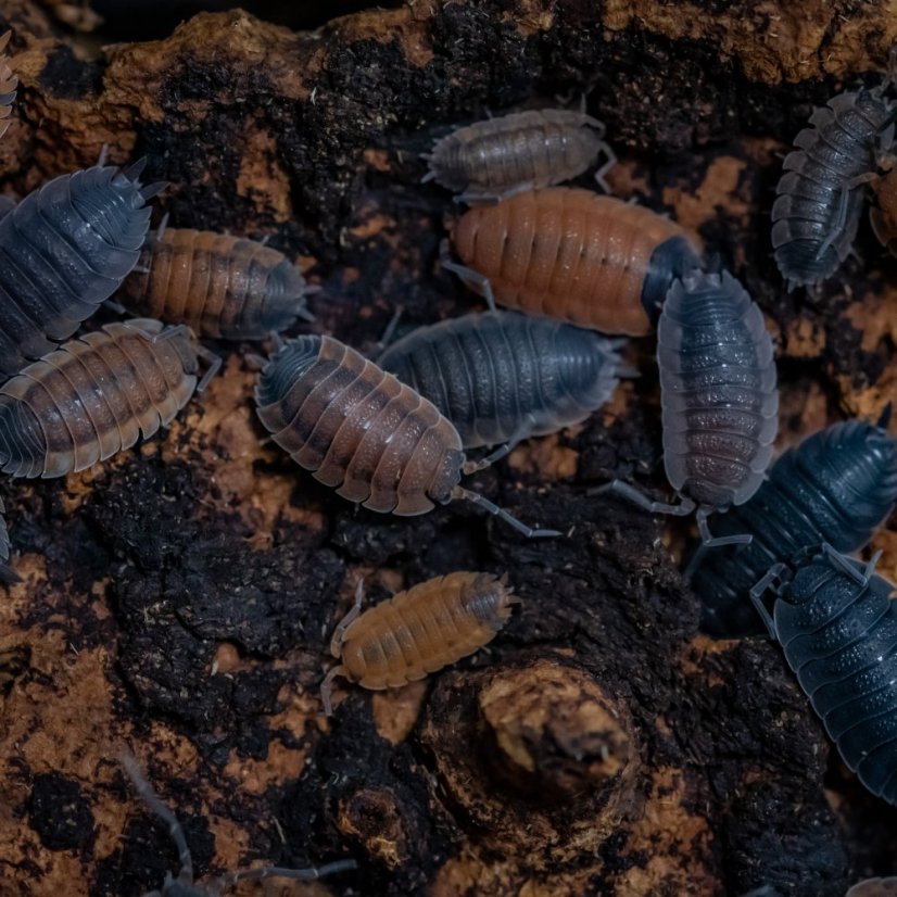 Porcellio scaber Lava druh který ti nesmí chybět!