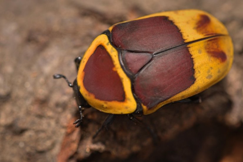 Pachnoda marginata peregrina :: Geckonia