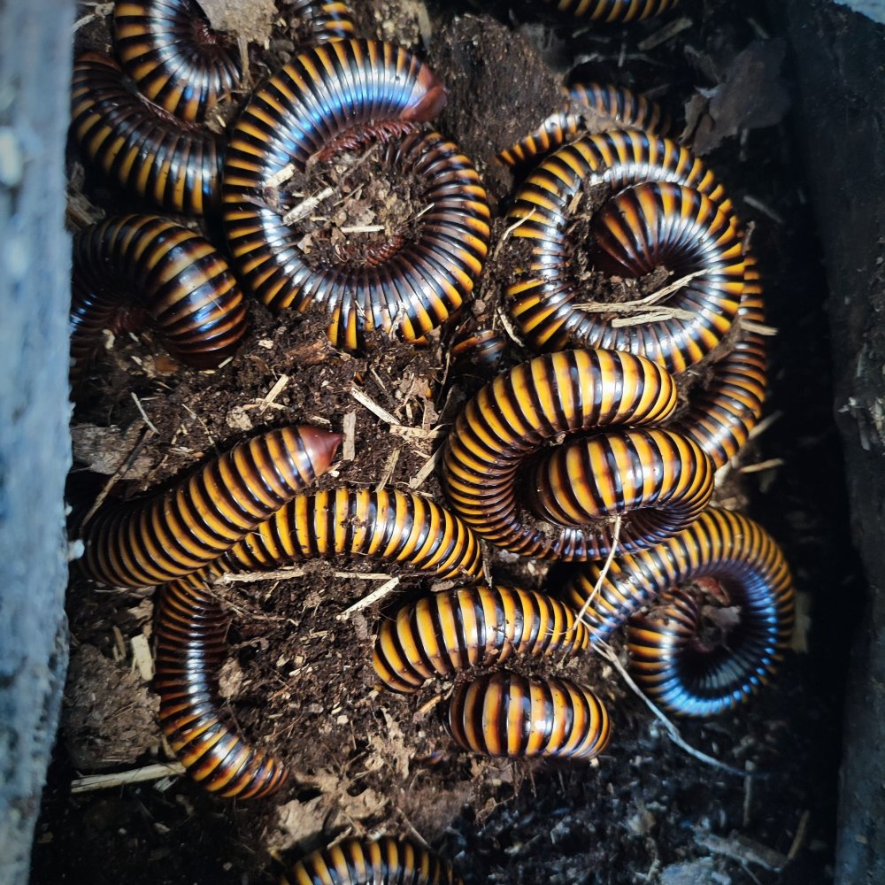 Spirostreptus sp.9 :: Geckonia