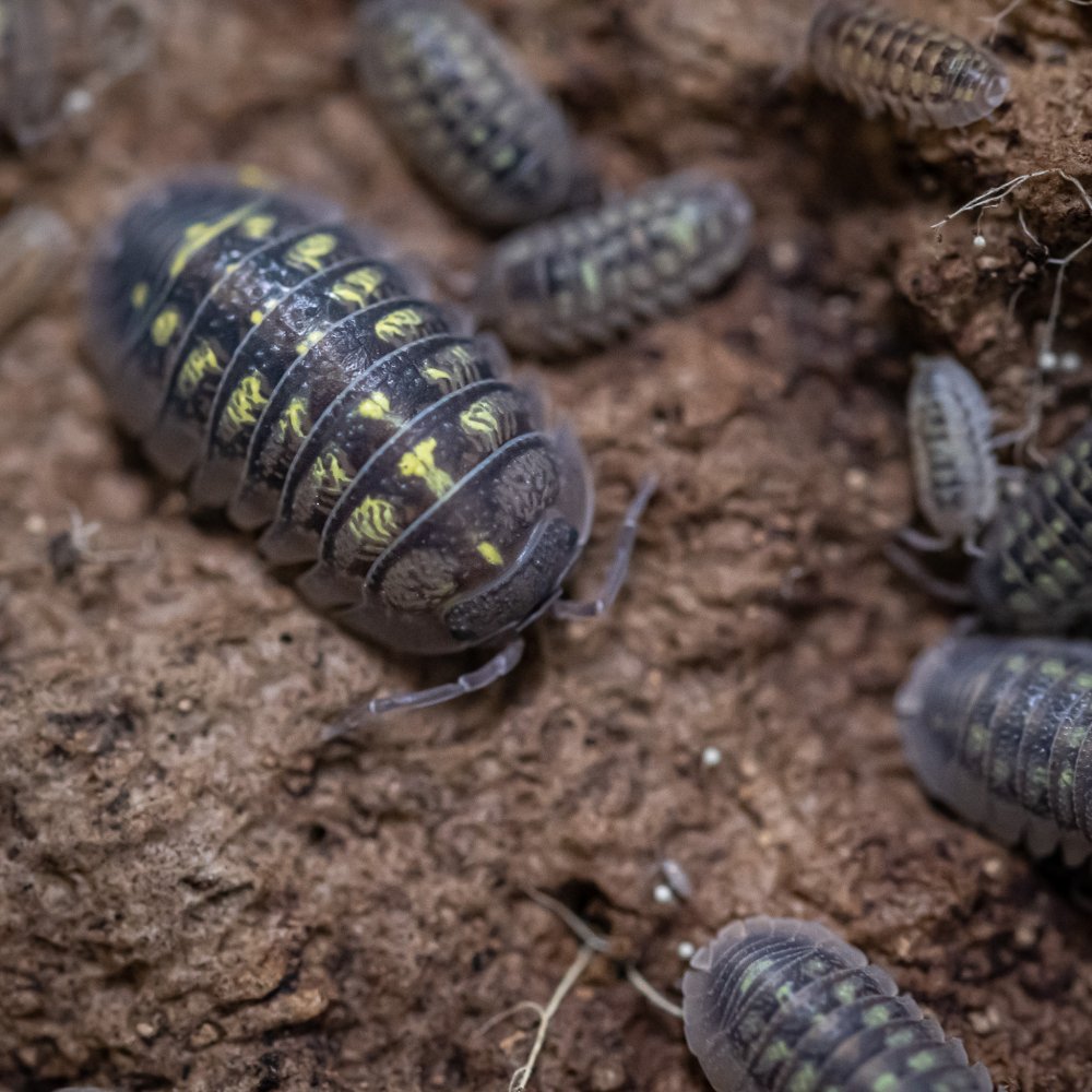 Armadillidium granulatum :: Geckonia