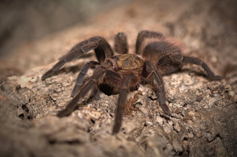 Phormictopus auratus :: Geckonia