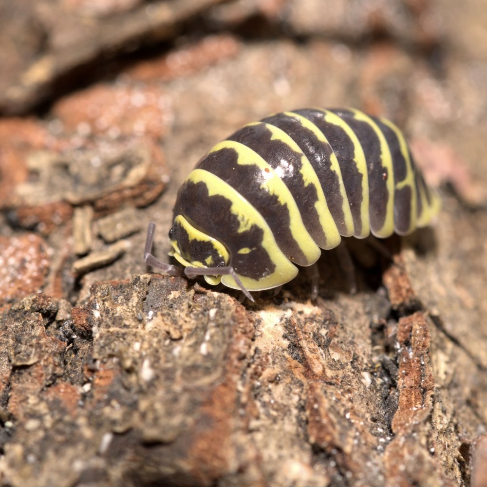 Armadillidium maculatum - Yellow zebra :: Geckonia