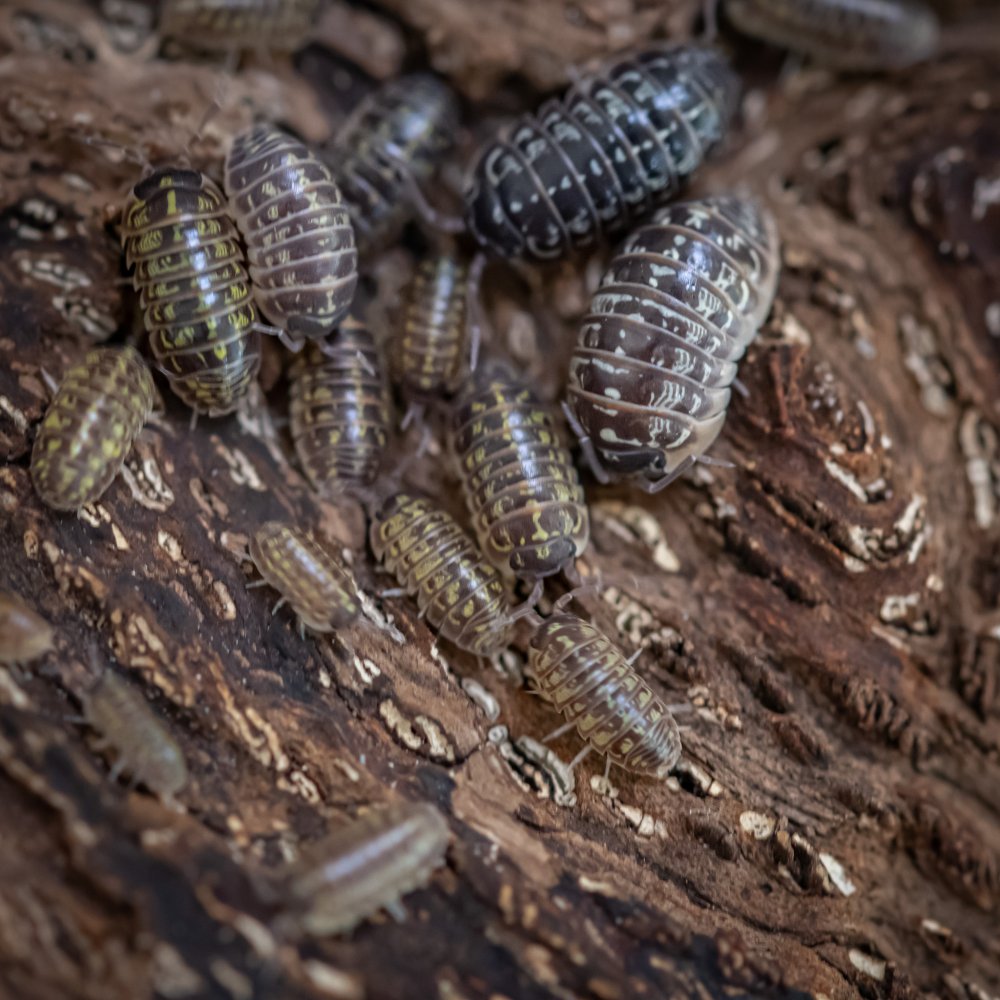 Armadillidium versicolor :: Geckonia