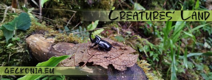 Creatures' Land :: Geckonia