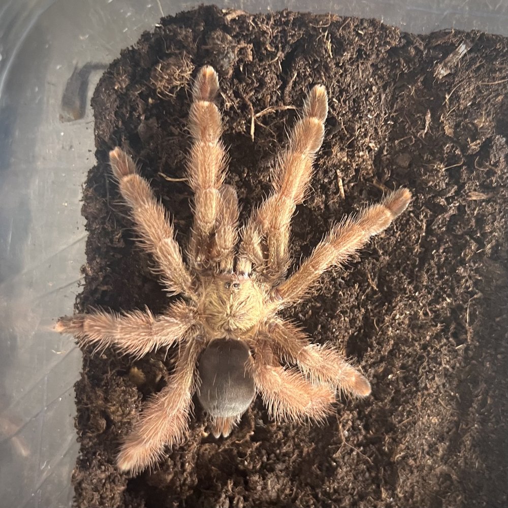 Psalmopoeus emeraldus :: Geckonia