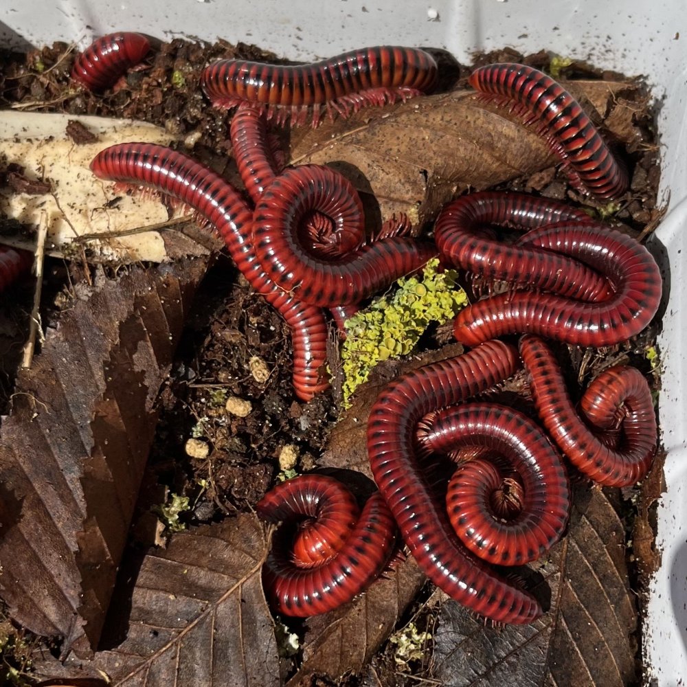 Centrobolus splendidus :: Geckonia