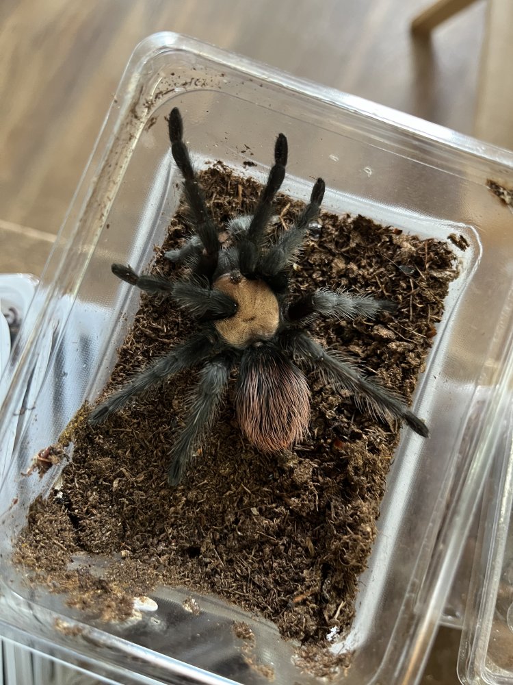 Brachypelma albiceps :: Geckonia