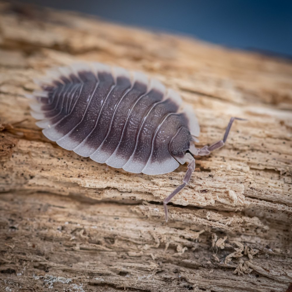 Porcellio werneri :: Geckonia