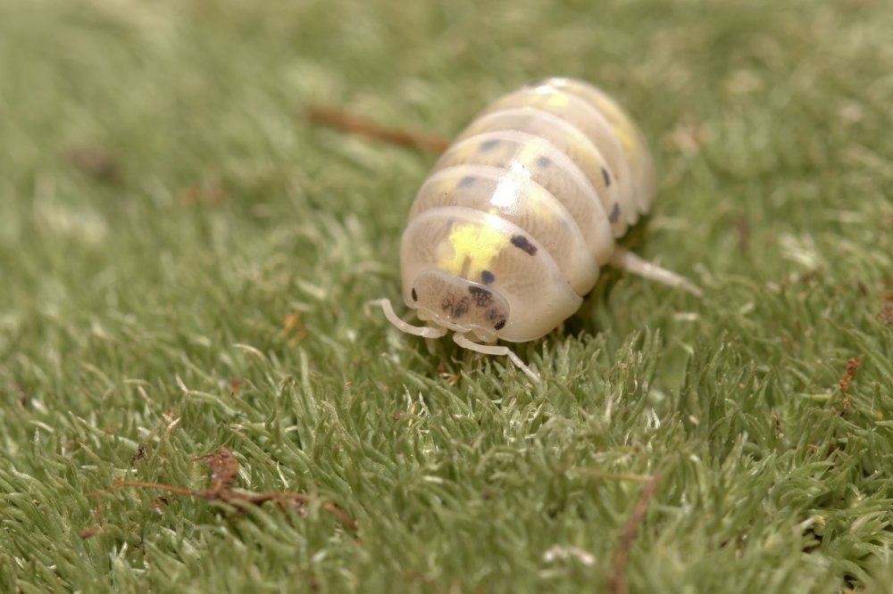 Armadillidium vulgare - Magic potion :: Geckonia