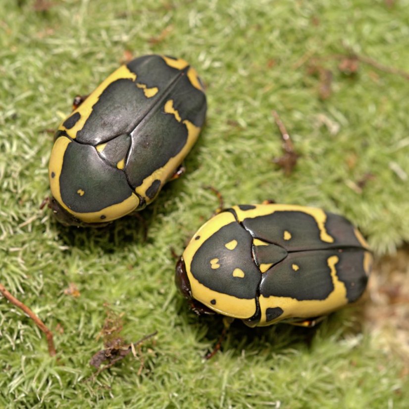 Pachnoda sinuata flaviventris :: Geckonia