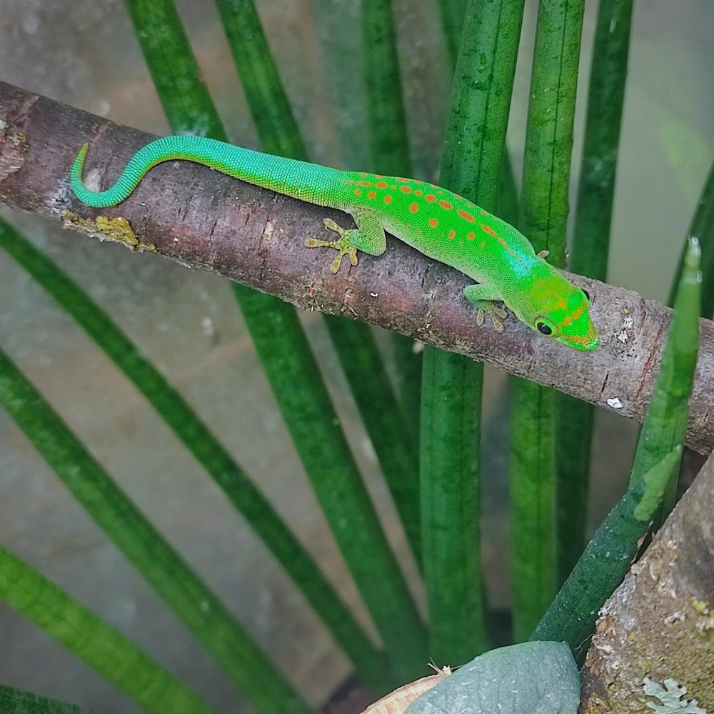 Phelsuma pasteuri :: Geckonia