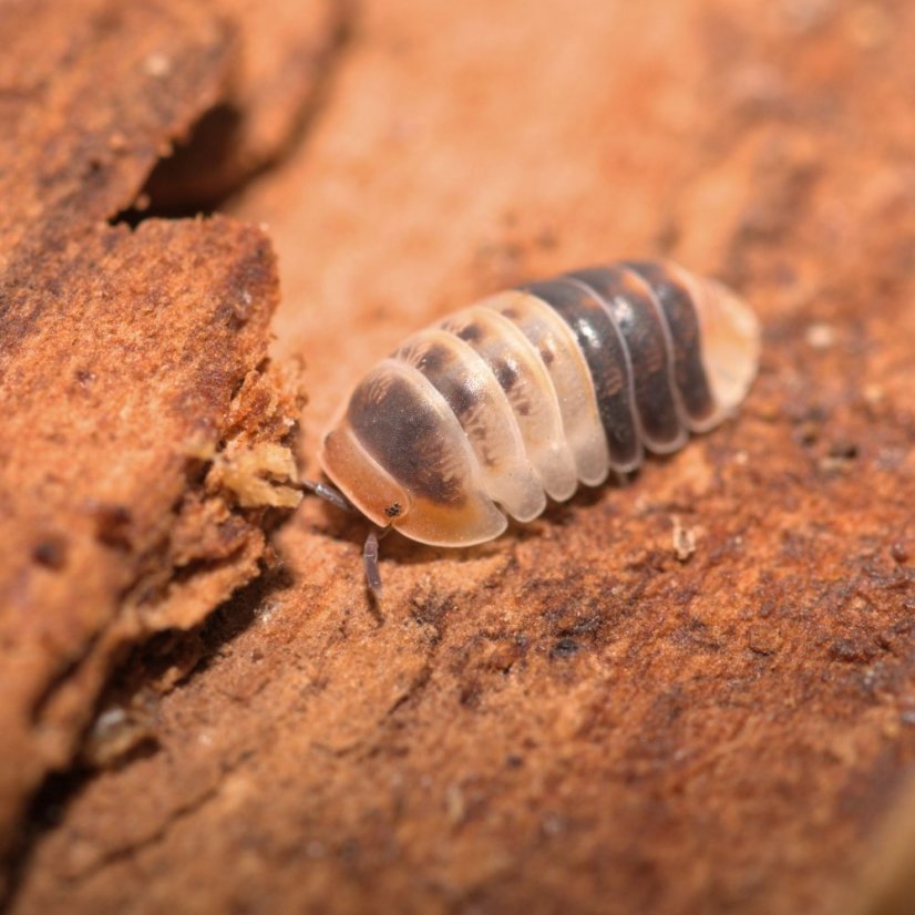 Cubaris sp. White shark :: Geckonia