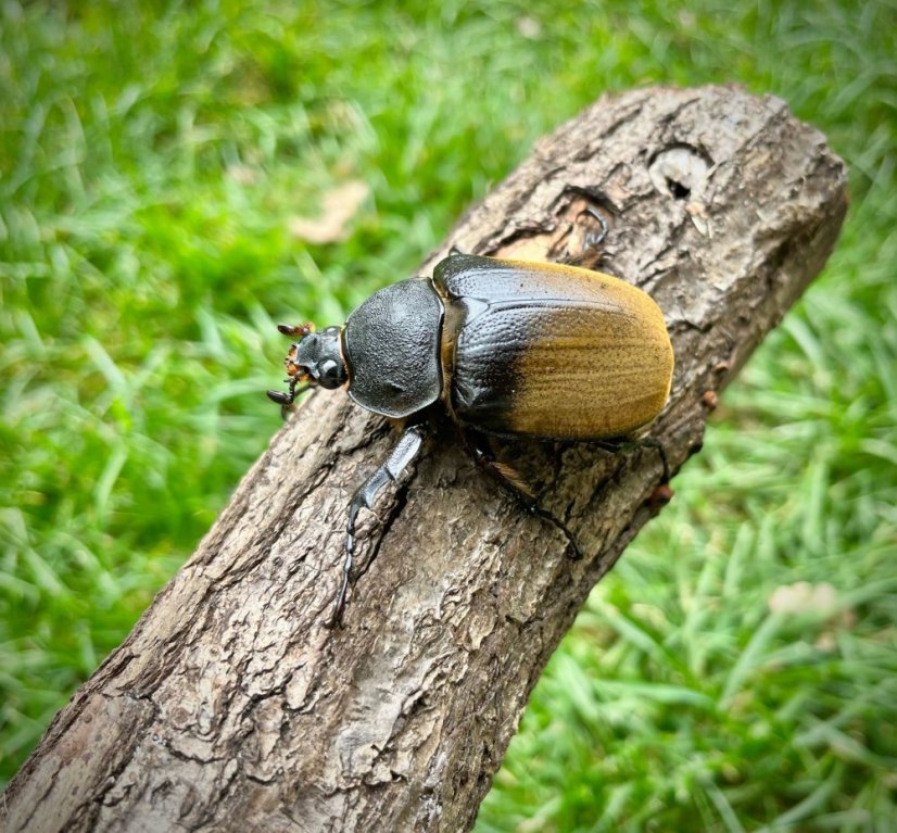 Megasoma elephas :: Geckonia