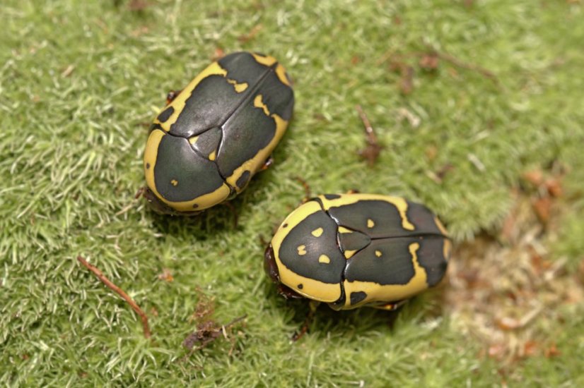 Pachnoda sinuata flaviventris :: Geckonia