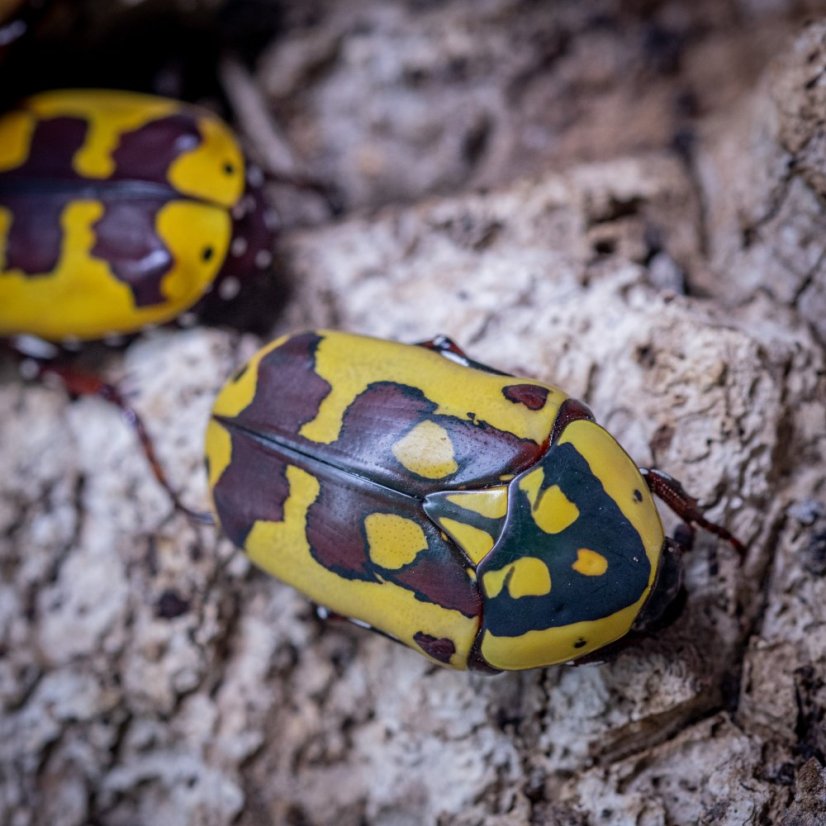 Pachnoda fissipunctum :: Geckonia