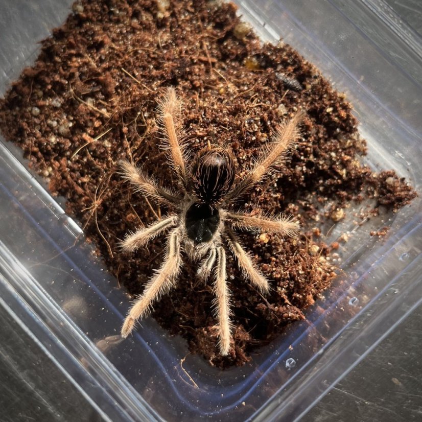 Megaphobema robustum :: Geckonia