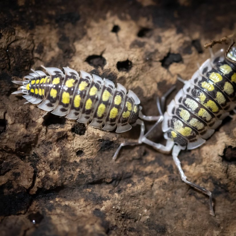 Porcellio haasi - High yellow :: Geckonia