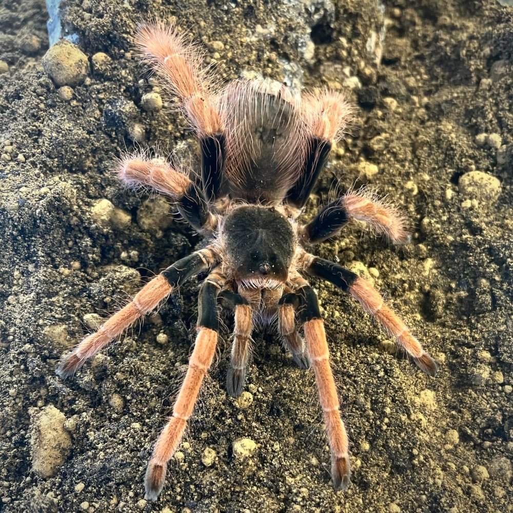 Megaphobema robustum :: Geckonia