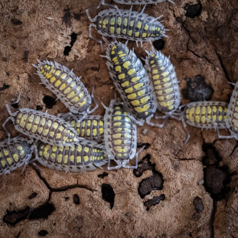 Porcellio haasi - High yellow :: Geckonia