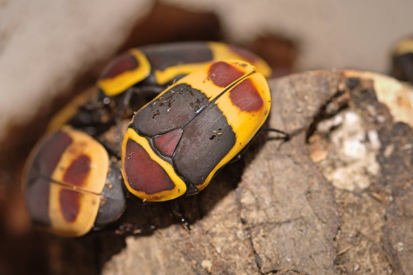 Pachnoda marginata peregrina :: Geckonia