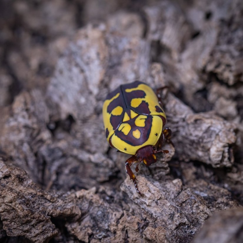 Pachnoda fissipunctum :: Geckonia