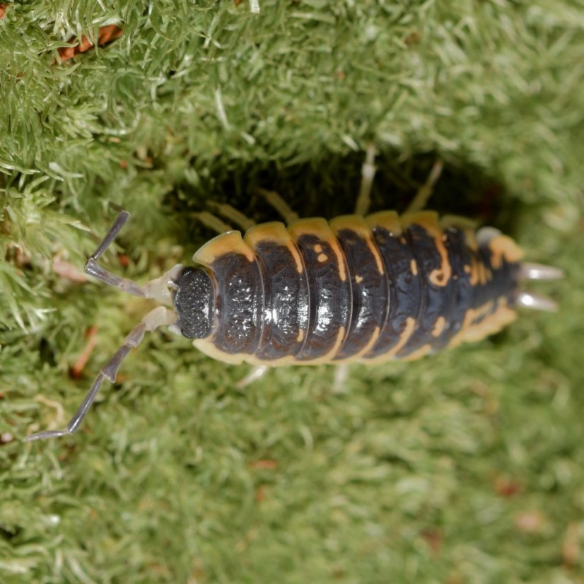 Porcellio ornatus yellow :: Geckonia