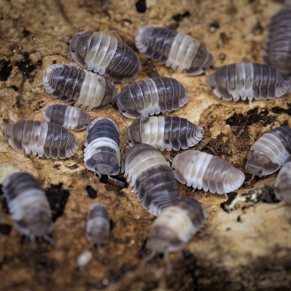 Cubaris sp. Panda King :: Geckonia