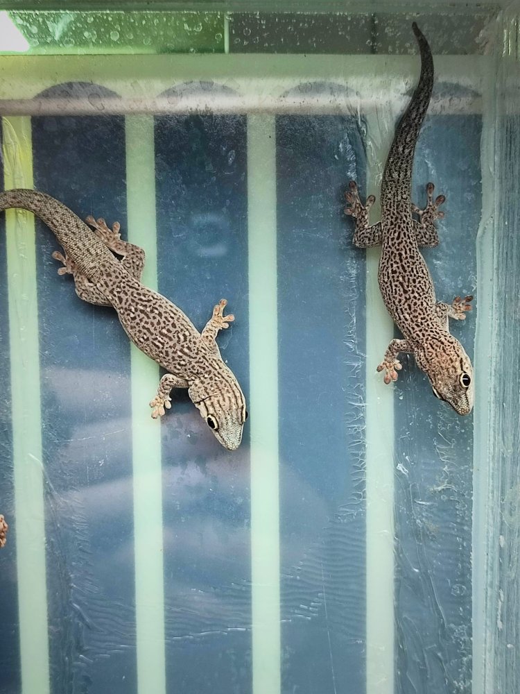 Phelsuma mutabilis vše co potřebujete vědět o jejím chovu