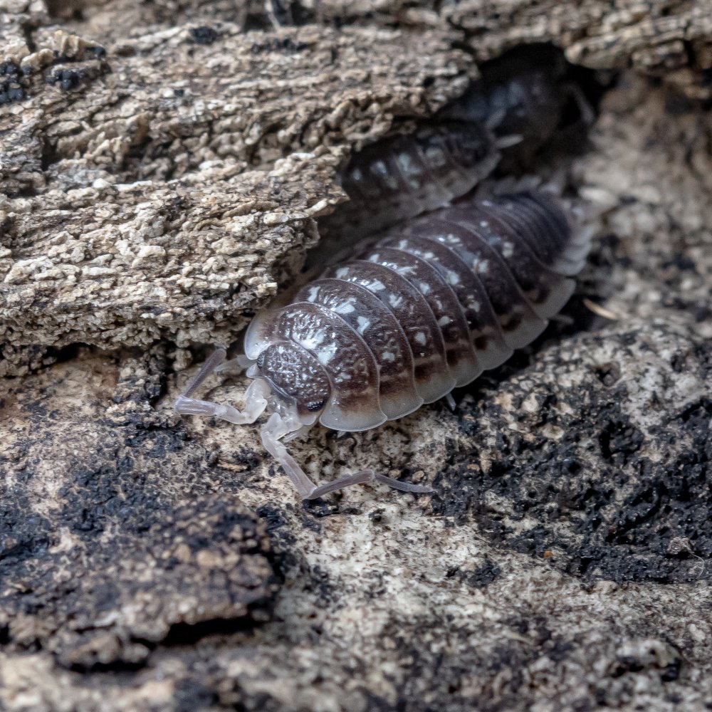 Porcellio haasi - Dark :: Geckonia