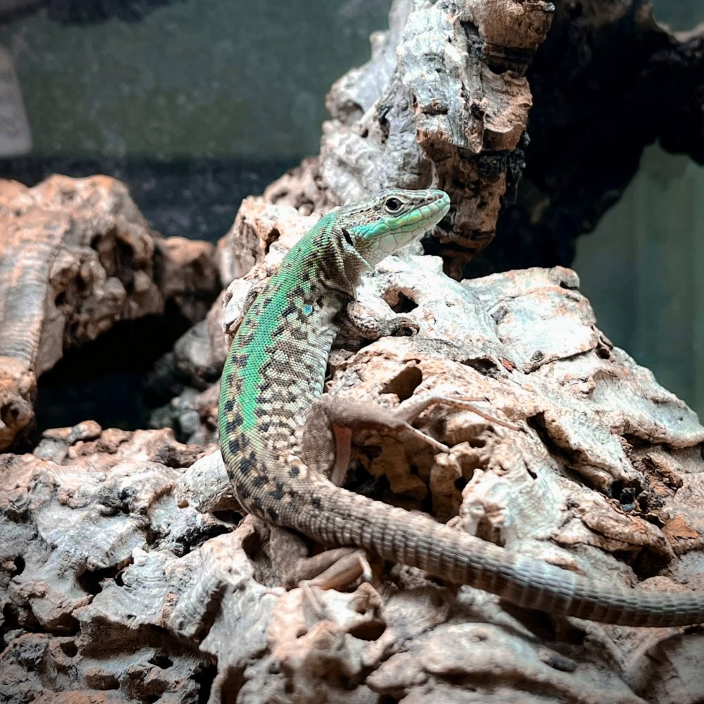 Podarcis siculus campestris :: Geckonia
