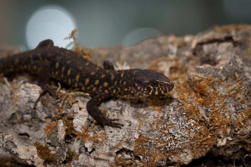 Lepidophyma flavimaculatum :: Geckonia