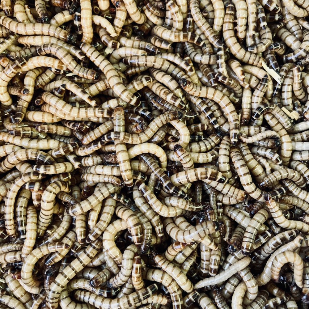 Zophobas morio - Velikost balení: 1 dcl :: Geckonia