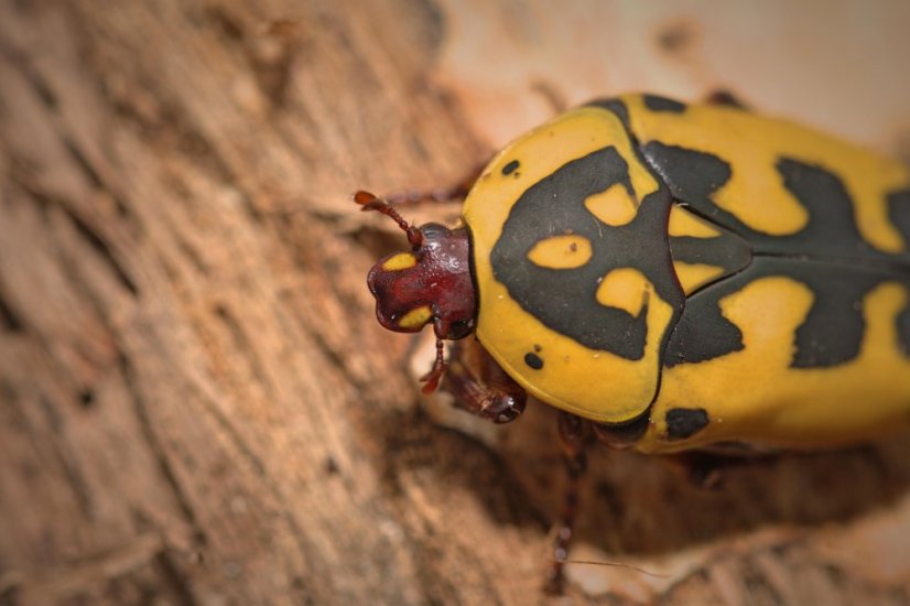 Pachnoda aemula :: Geckonia