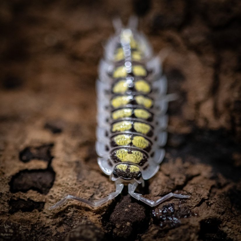 Porcellio haasi - High yellow :: Geckonia