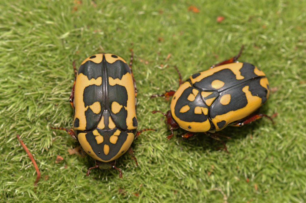Pachnoda aemula :: Geckonia